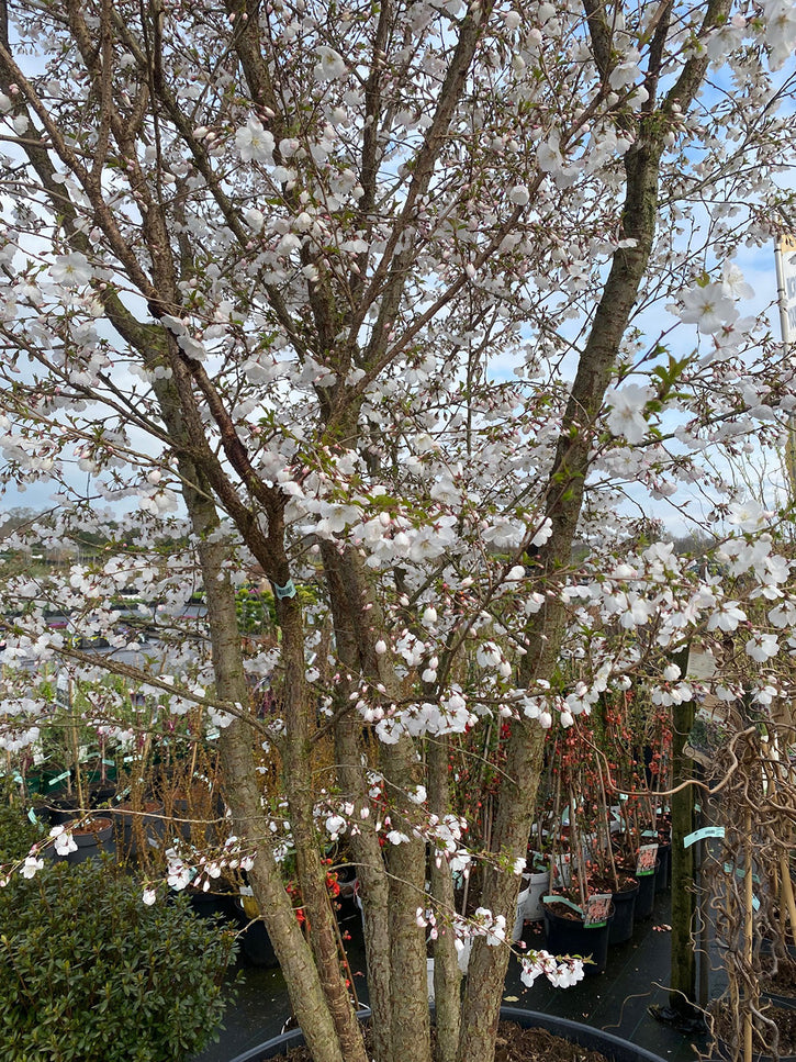 Sierkers Prunus 'The Bride' compacte boom witte bloemen
