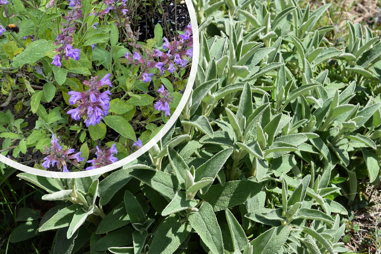 Echte salie, Salvia Officinalis geurende tuinplanten kopen