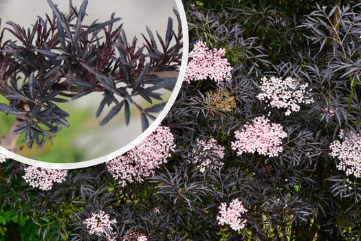 Zwarte Vlier Sambucus nigra Black Lace struik kopen