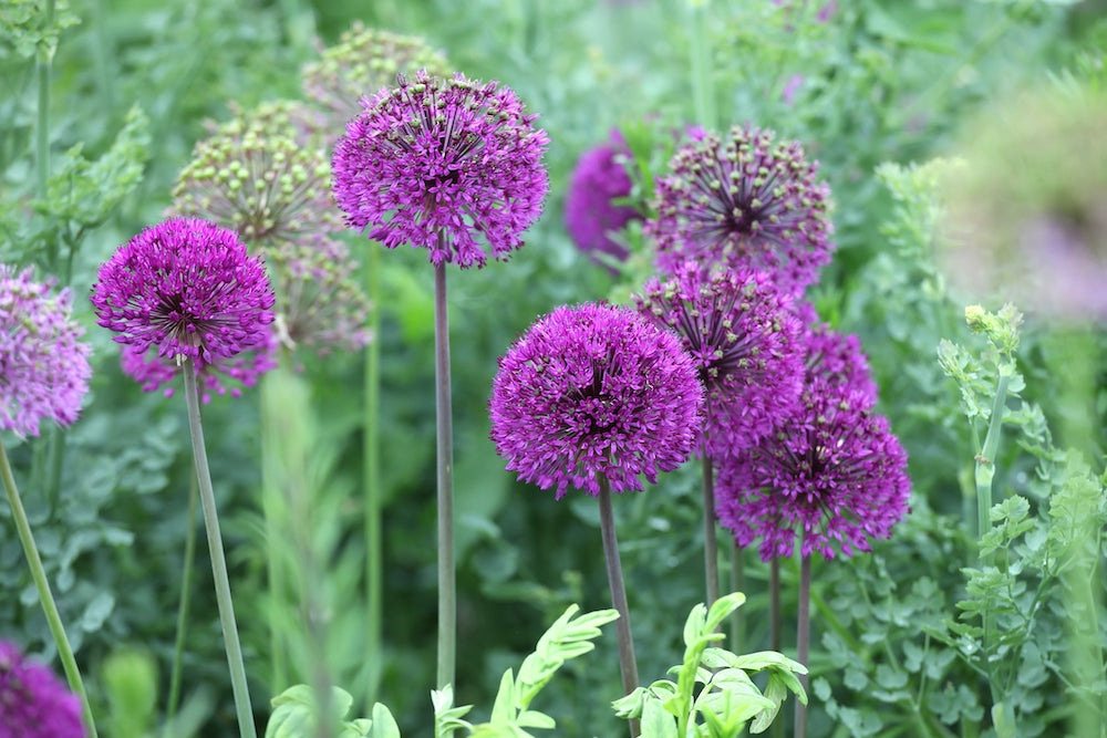 Sierui plant - Allium 'Purple Sensation' in P9 pot online kopen