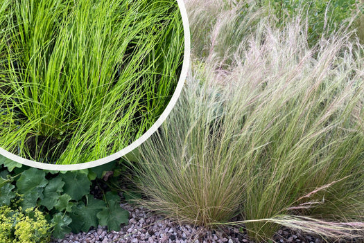 Vedergras Stipa tenuifolia 'ponytails' siergras kopen