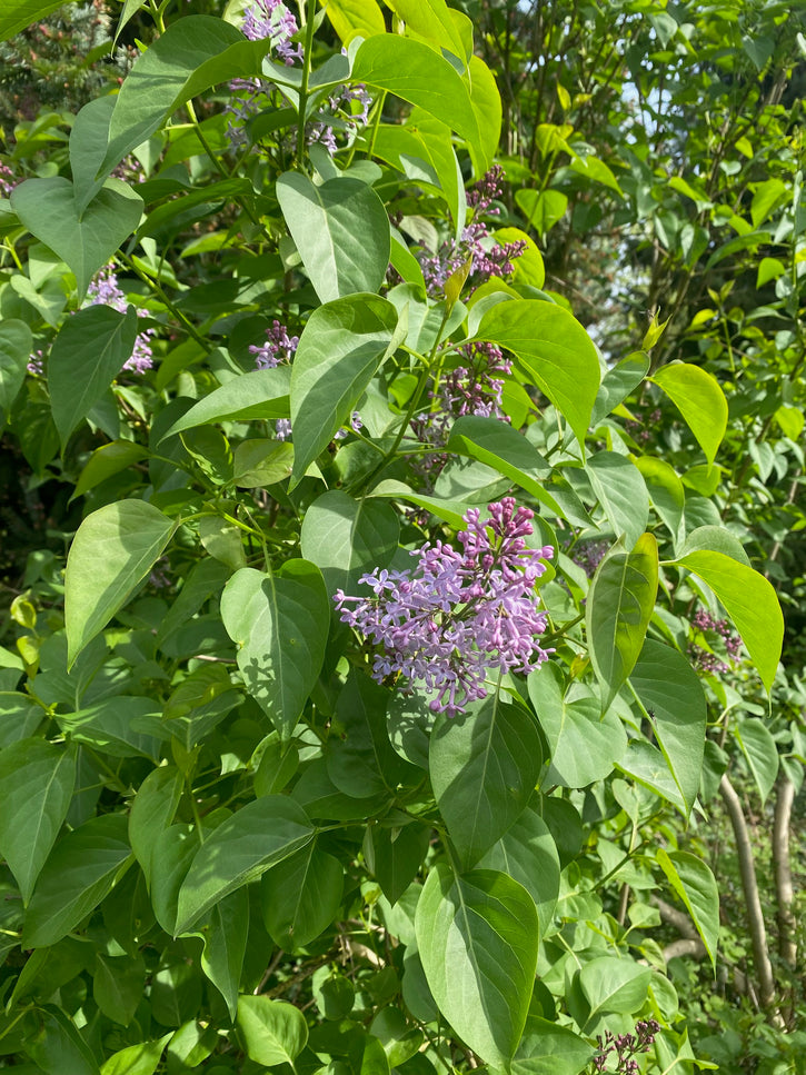 Syringa vulgaris, Gewone sering struiken kopen & combineren