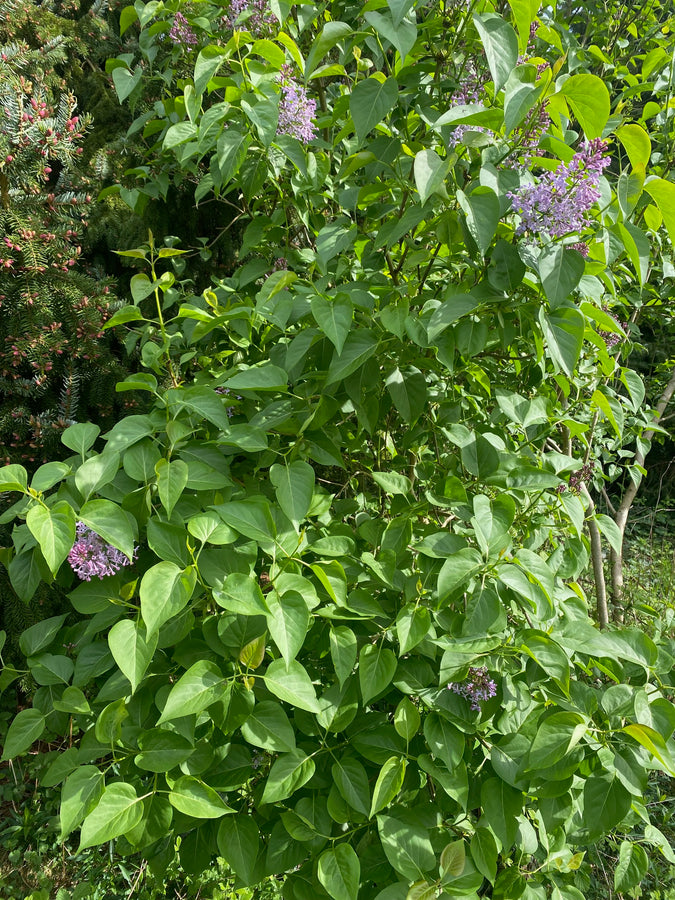 Syringa vulgaris, Gewone sering struiken kopen & combineren
