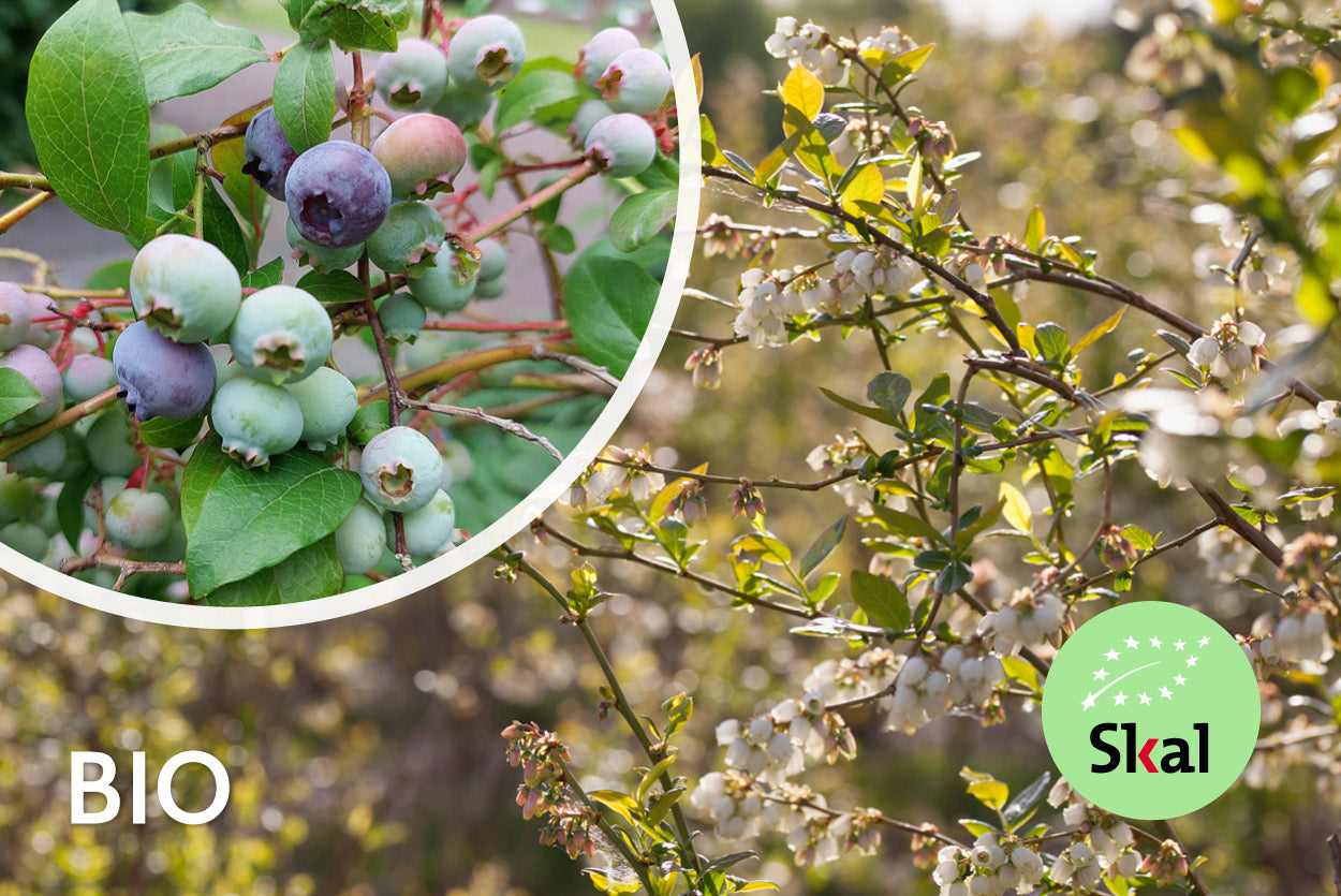Biologische Blauwe bessen struik - Vaccinium 'Bluecrop'