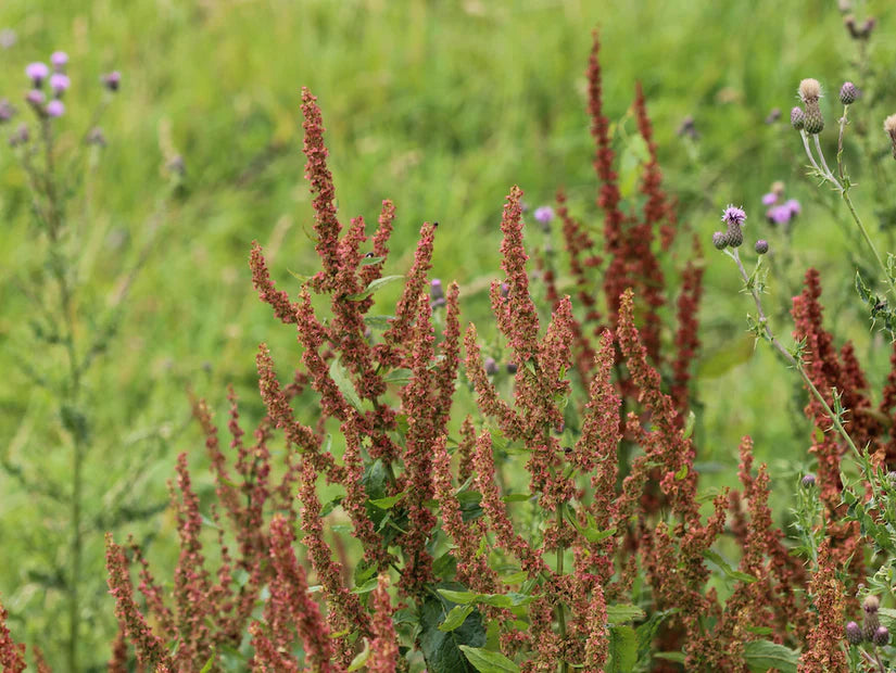 Veldzuring - Rumex acetosa
