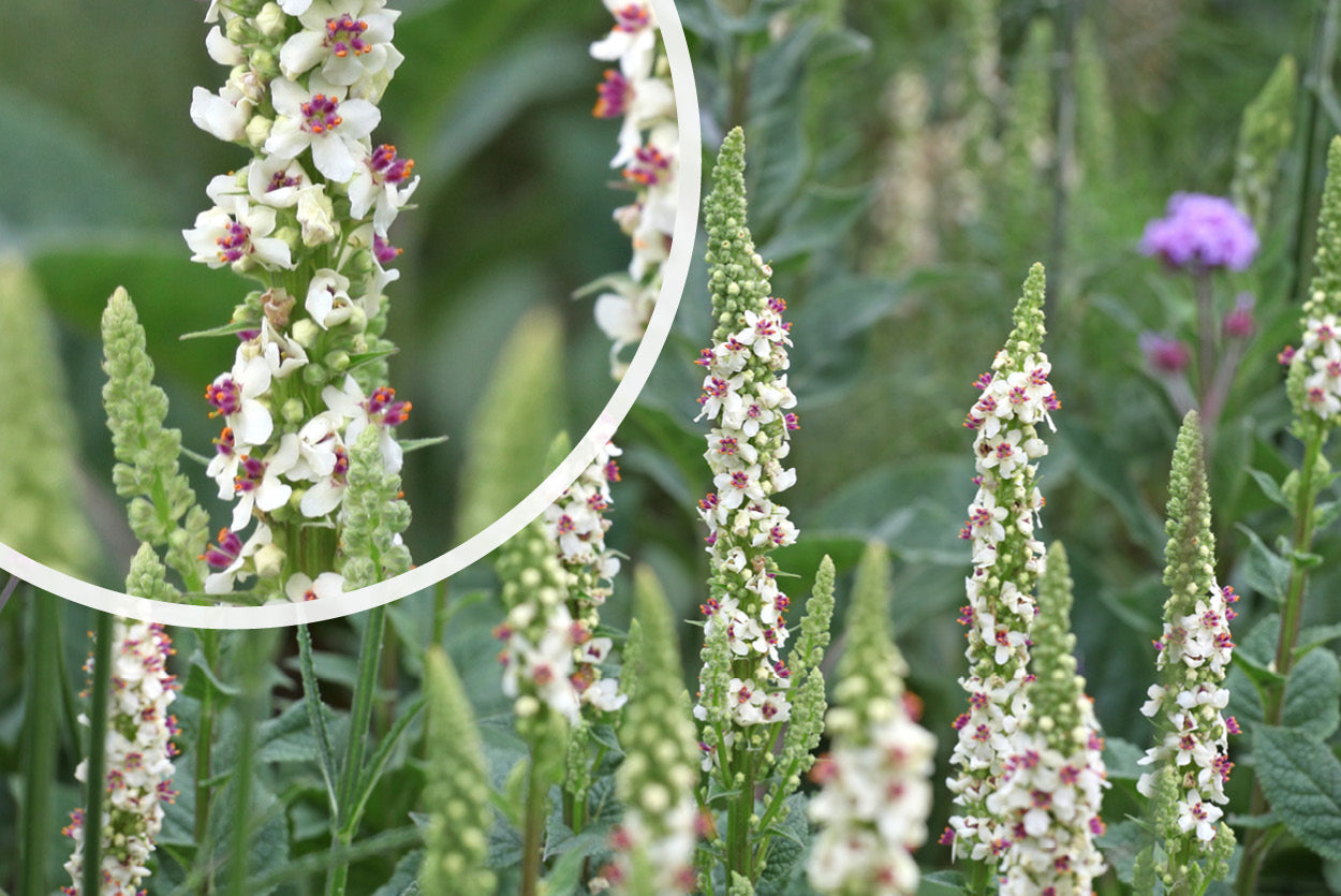 Toorts - Verbascum chaixii 'Album' plant kopen & combineren