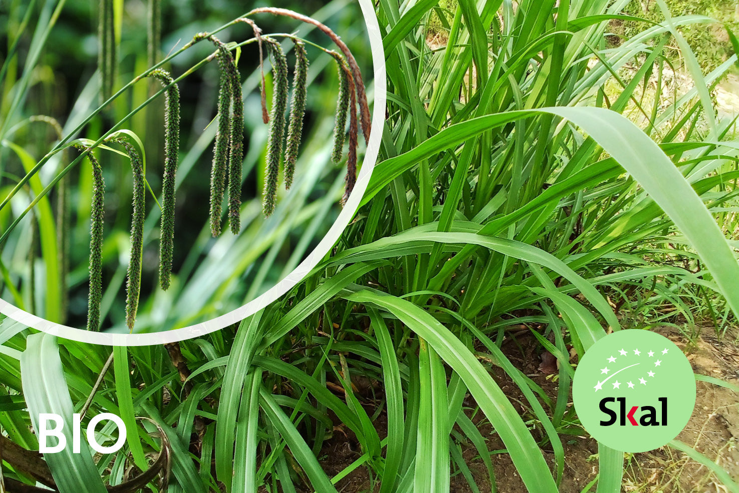 Biologisch Zegge - Carex pendula inheems, wintergroen & bio