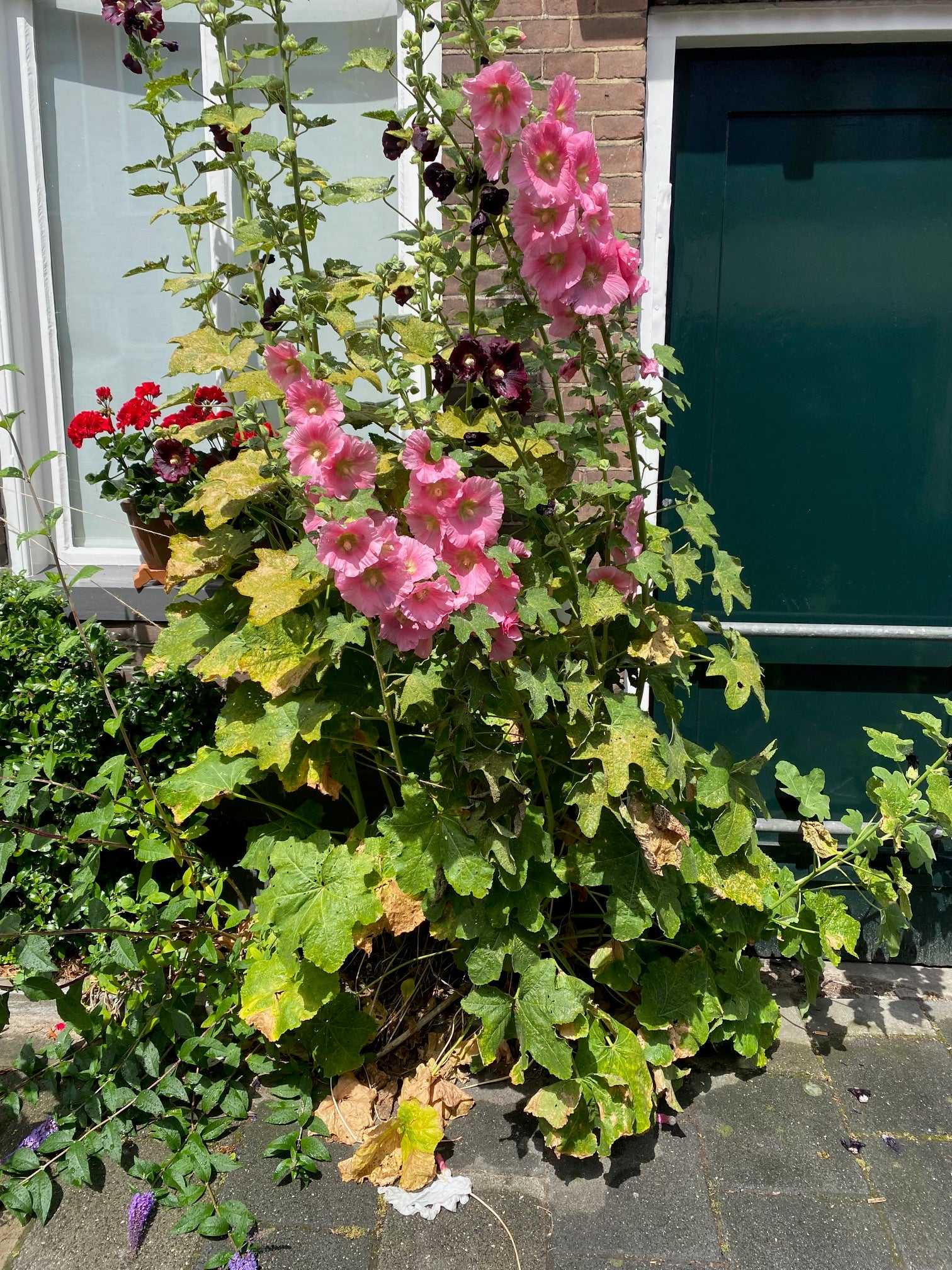 Stokroos - Alcea rosea - Yarinde borderplanten en vaste planten