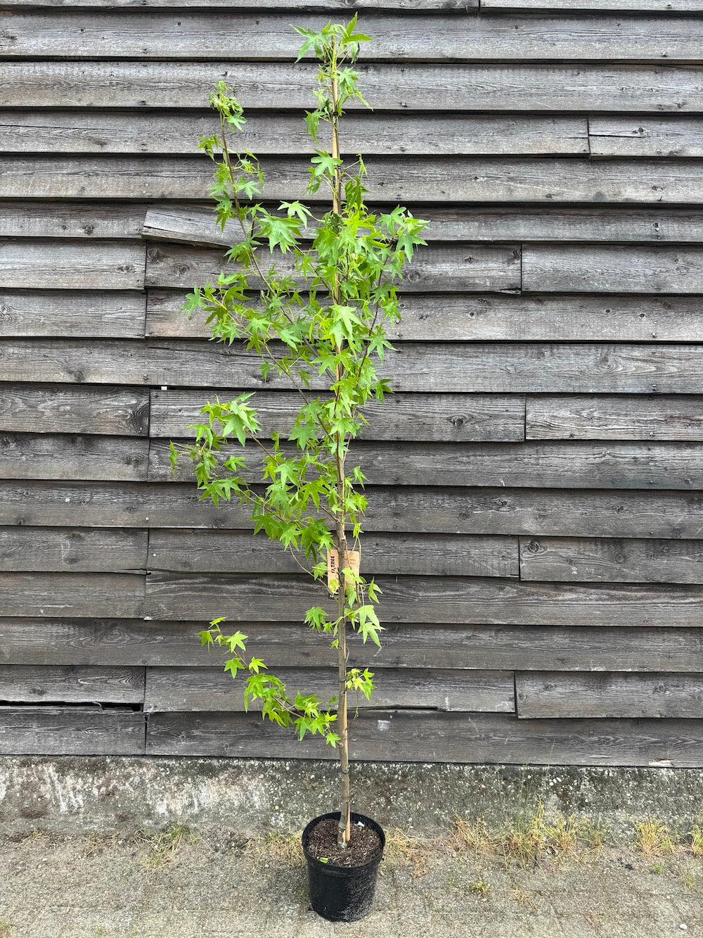 Zuilamberboom Liquidambar styraciflua Opgaande Amberboom