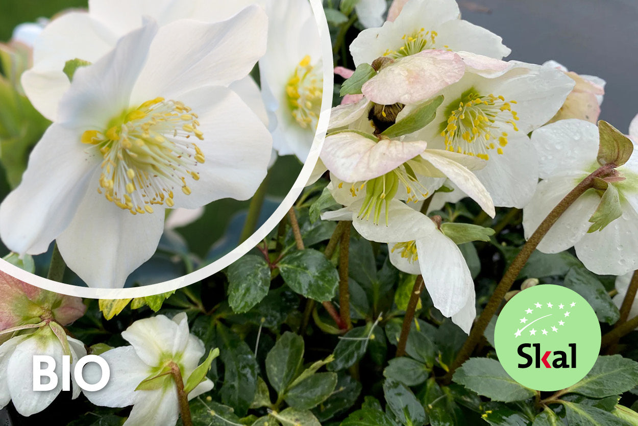 Biologisch Kerstroos - Helleborus niger wit online kopen