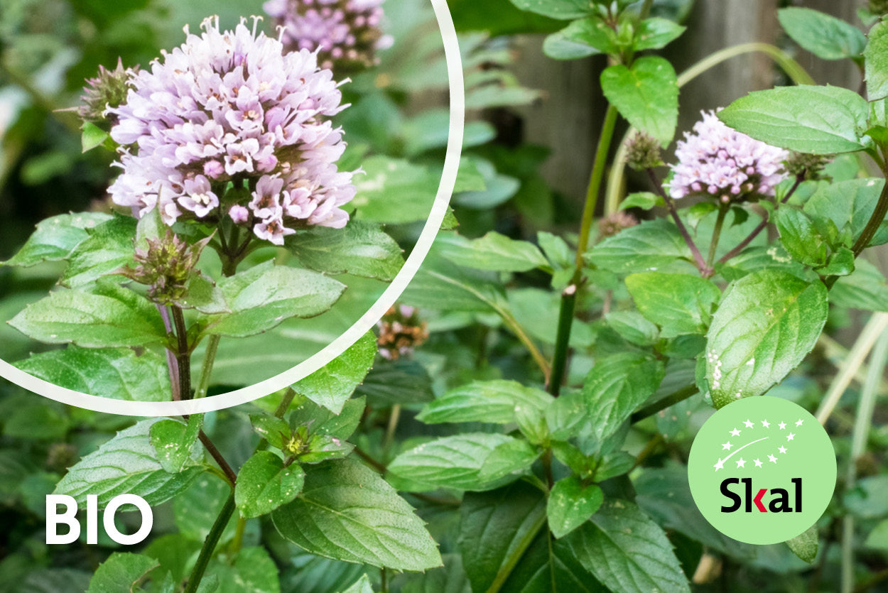 Biologisch Muntplant kopen - Bio mentha piperita munt plant