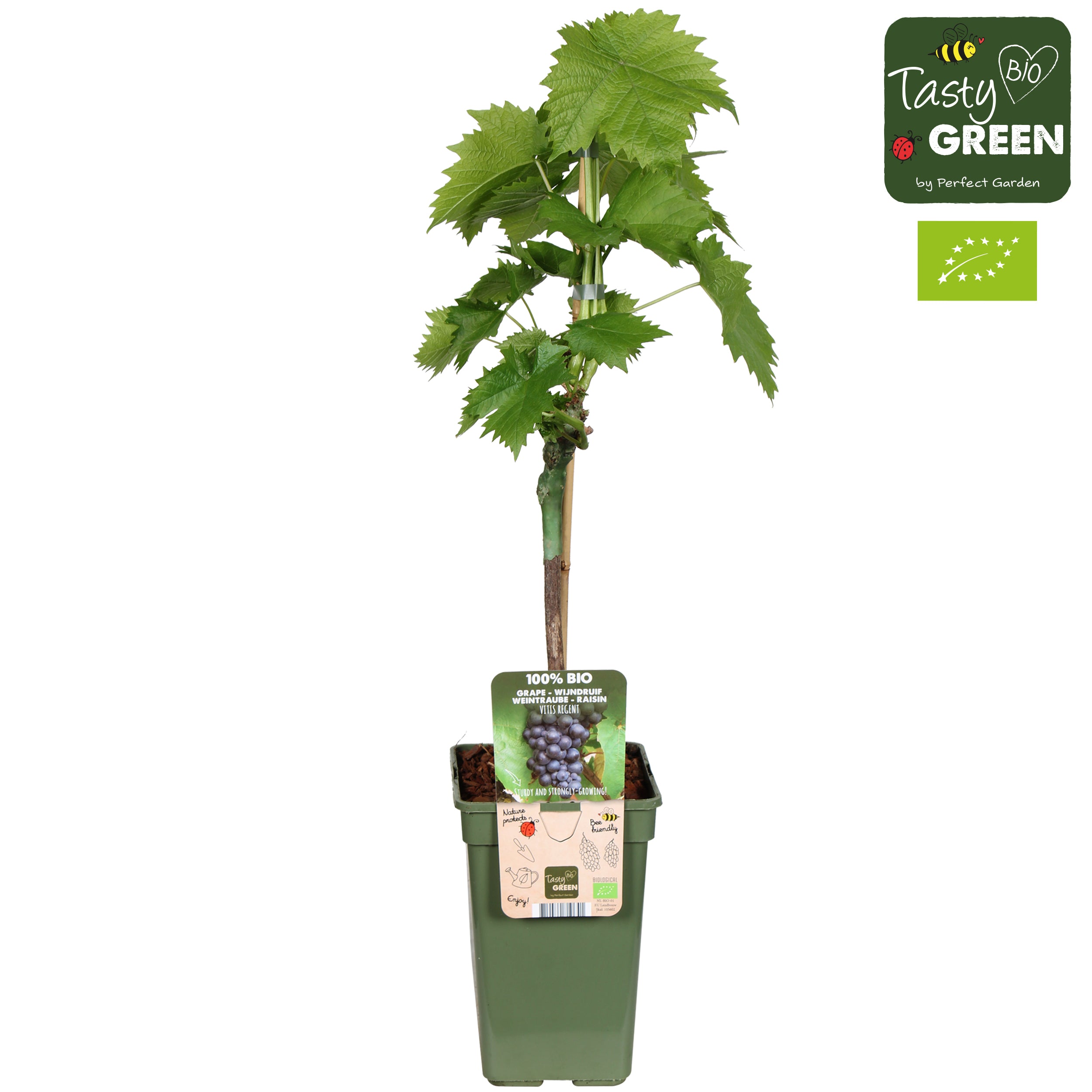 Biologisch Blauwe druif plant - Bio Vitis 'Regent' klimdruif kopen