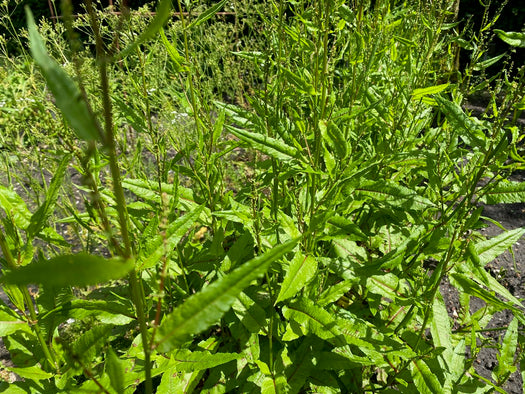 Bloedzuring - Rumex sanquineus moestuin planten kopen