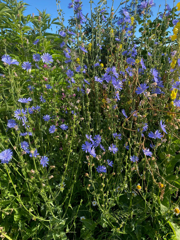 Wilde cichorei - Cichorium intybus plant kopen voor wilde tuin