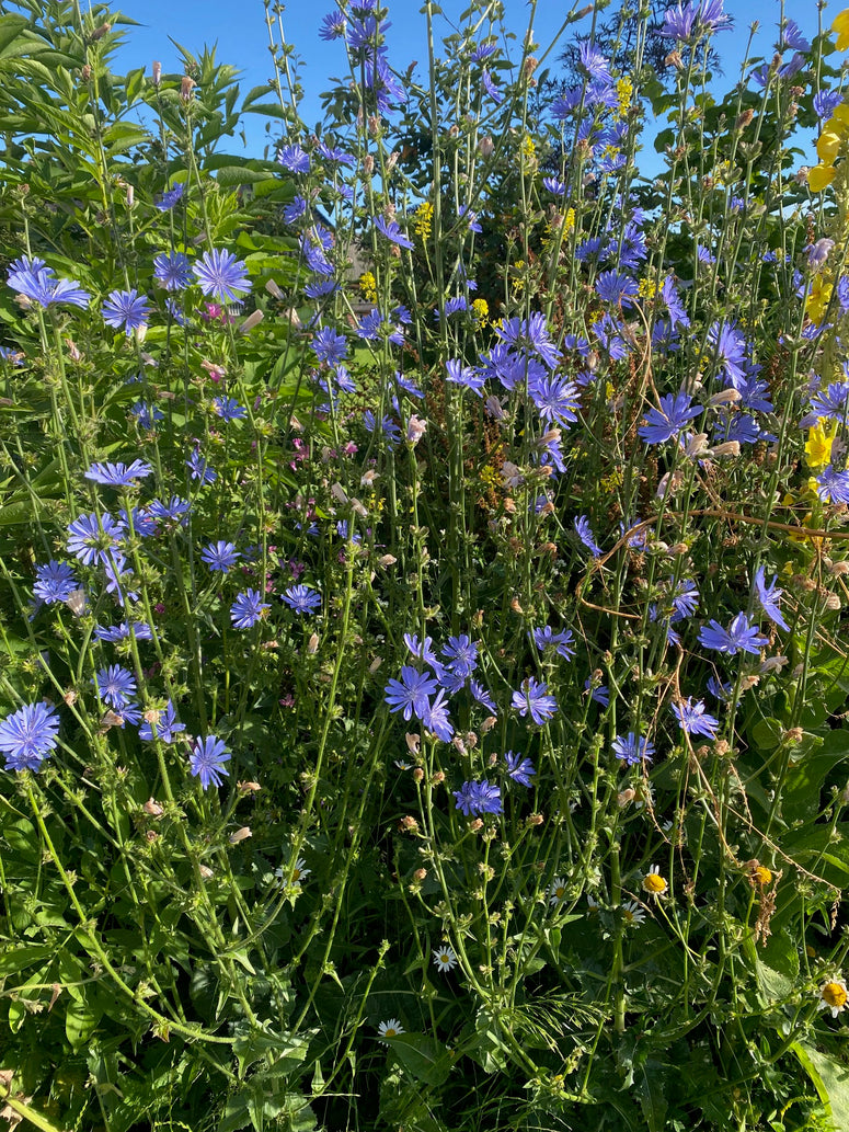 Wilde cichorei - Cichorium intybus plant kopen voor wilde tuin