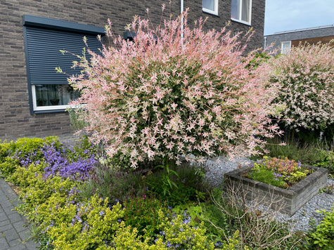 Wilg Salix integra 'Hakuro-nishiki' Lage Boompjes op stam