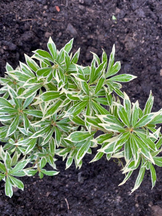 Rotsheide Pieris japonica 'Variegata' witbont blad 125 cm