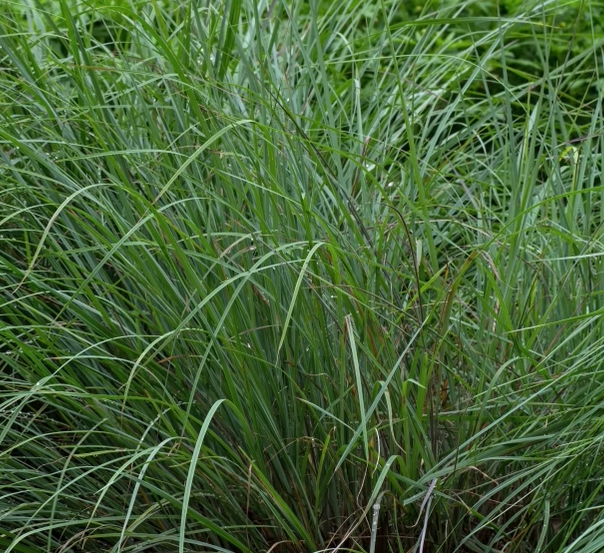 Prairiegras - Buchloe dactyloides (Buffelgras).