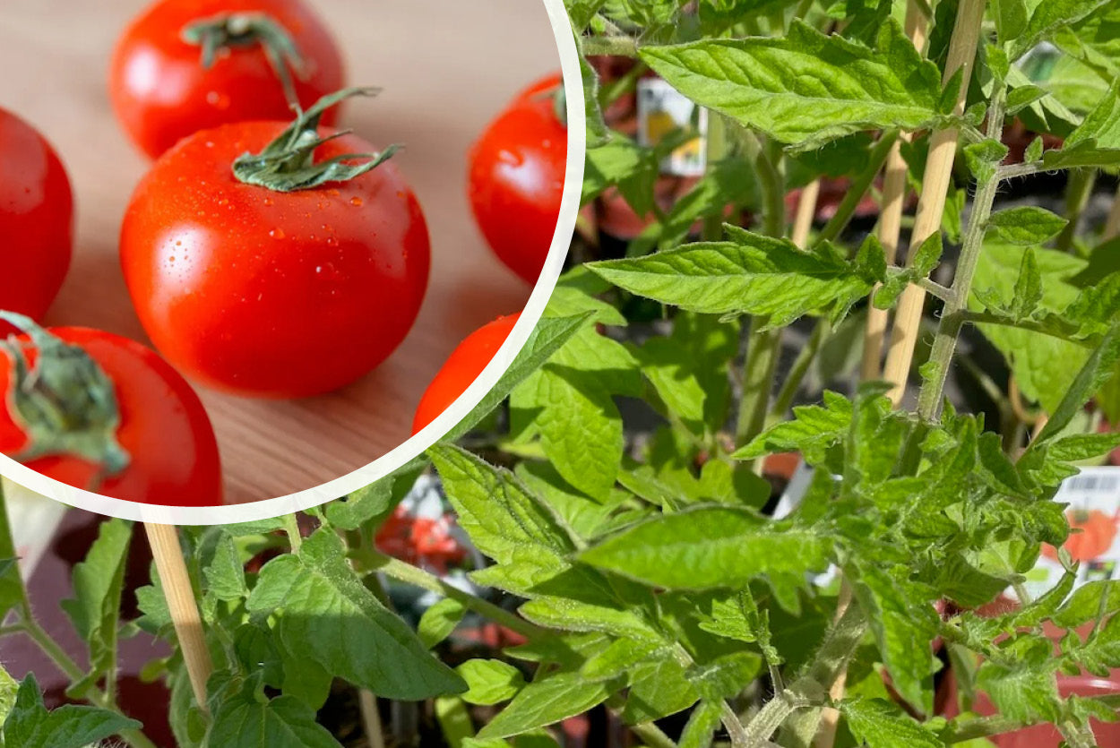 Cherry tomaat plant kopen - Solanum lycopersicum