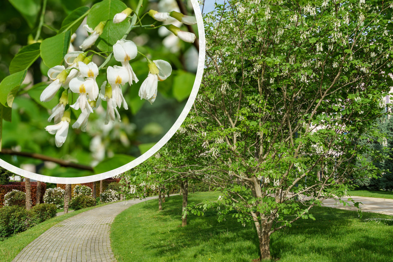 Geelhout Cladrastis kentukea kopen? bijzondere boom