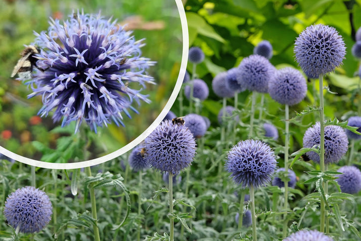 Kogeldistel - Echinops ritro tuinplanten combineren en kopen