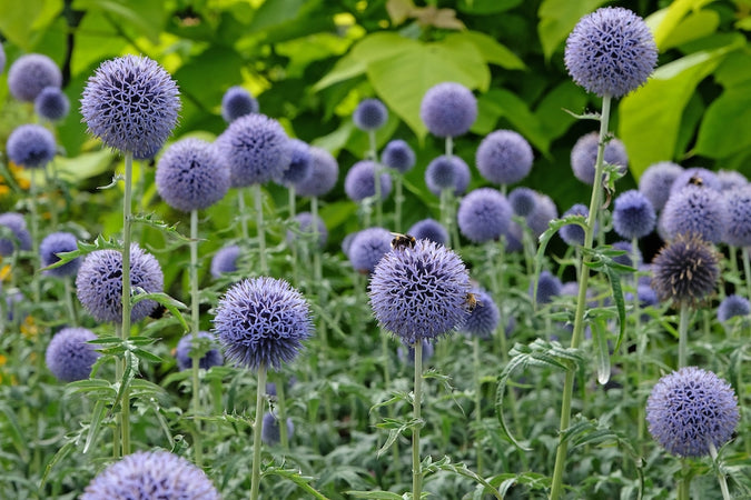 Kogeldistel - Echinops ritro tuinplanten combineren en kopen