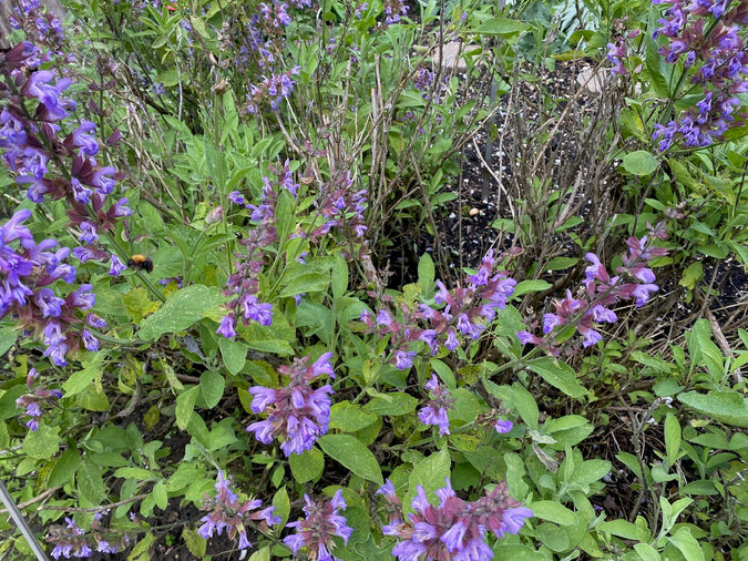 Echte salie, Salvia Officinalis geurende tuinplanten kopen