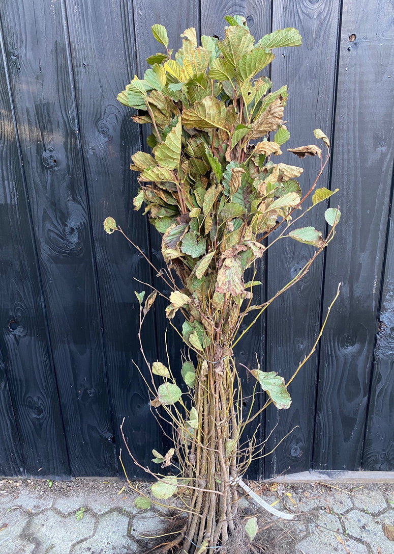 Zwarte Els 'Alnus glutinosa' als haag of inheemse boom kopen