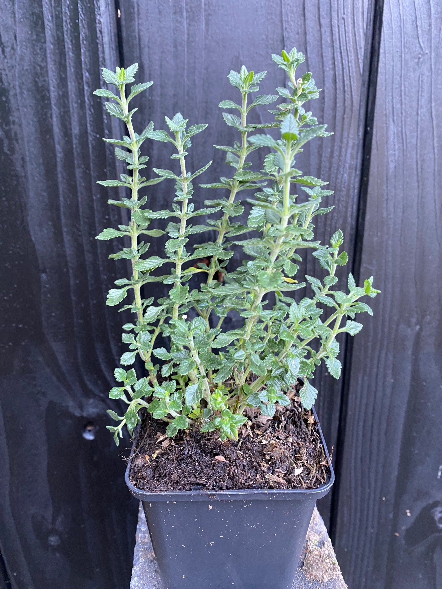 Gamander Teucrium lucidrys plant kopen in p9 pot