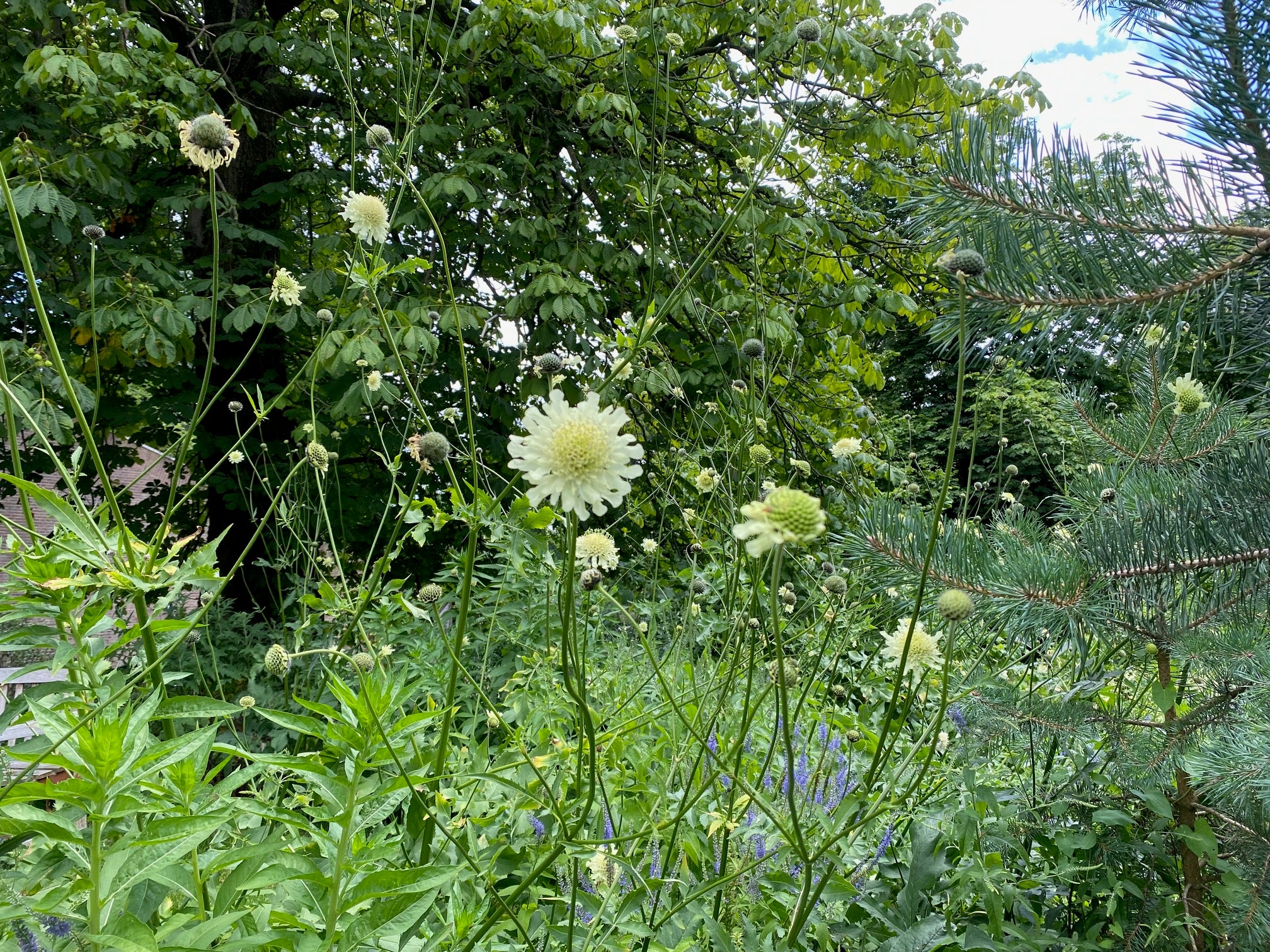 Gele Scabiosa Reuzenscabiosa Cephalaria Gigantea Plant