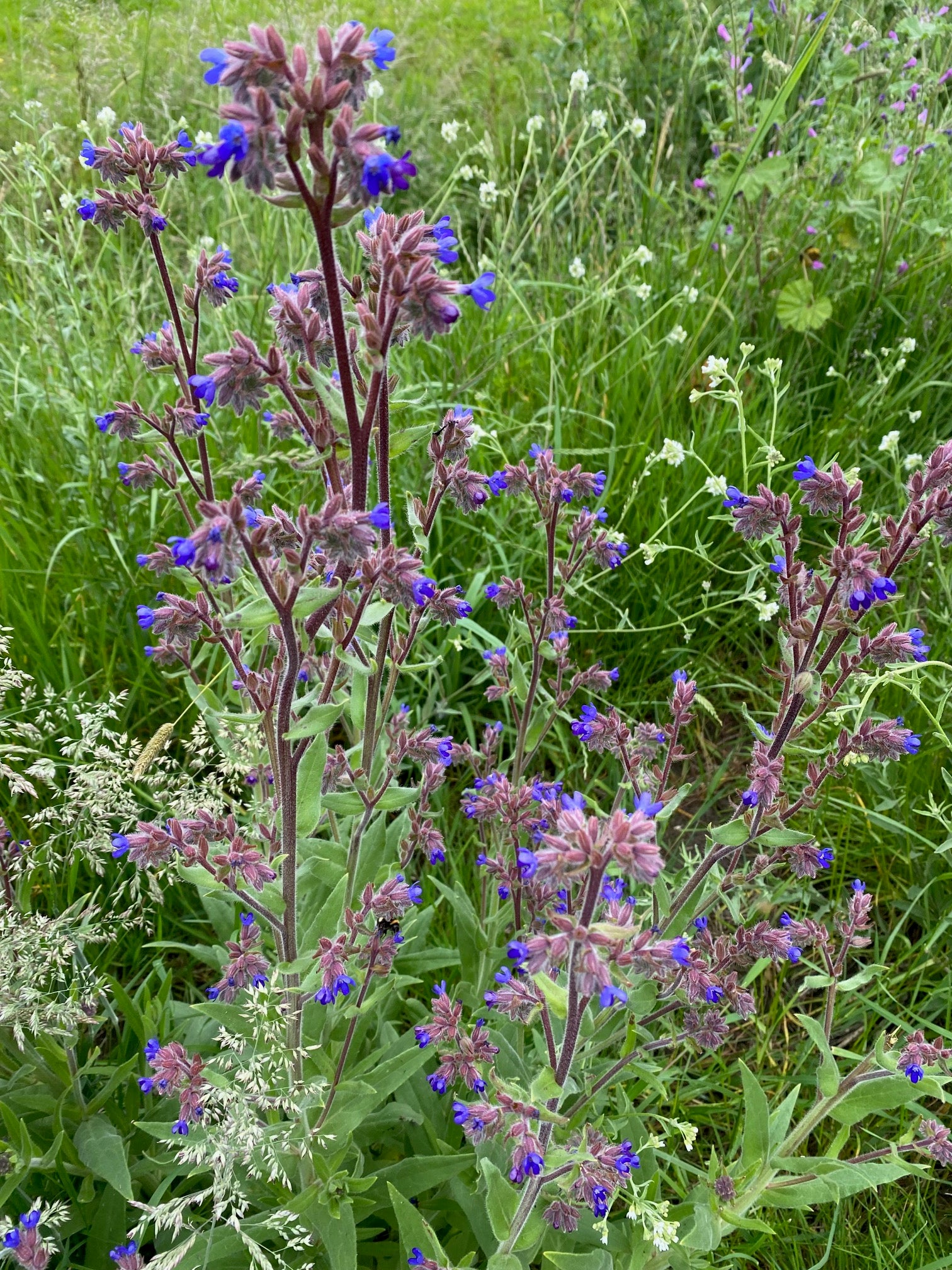 Gewone ossentong - Anchusa officinalis plant