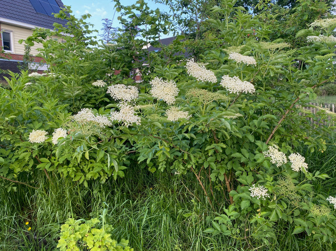 Gewone vlier - Sambucus nigra - inheemse struiken kopen