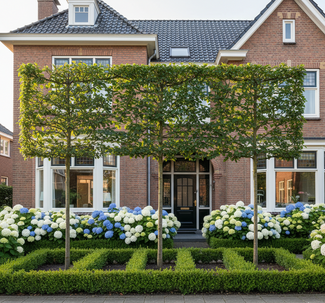 Laurier Prunus kopen? 20+ soorten Laurierstruiken kopen
