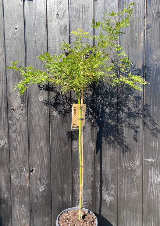 Japanse Esdoorn op stam - Acer Palmatum 'Dissectum' kopen