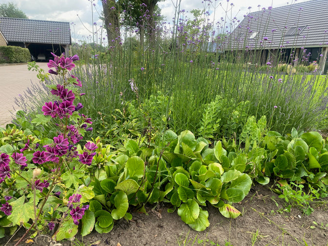 Biologisch IJzerhard - Verbena Bonariensis planten bio kopen