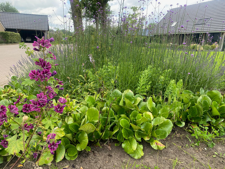Biologisch IJzerhard - Verbena Bonariensis planten bio kopen