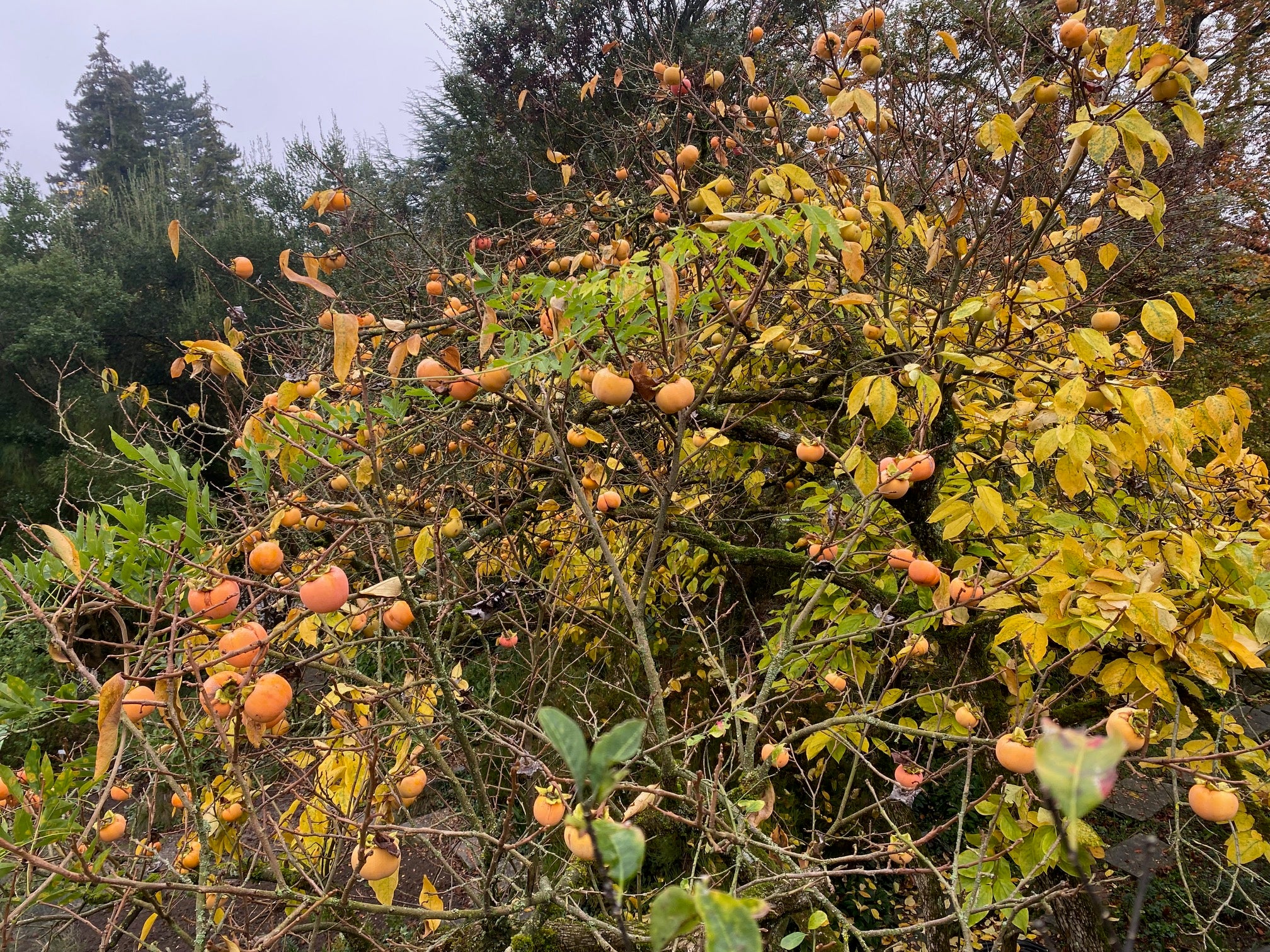 Kakiboom - Diospyros kaki struik / boompje kopen