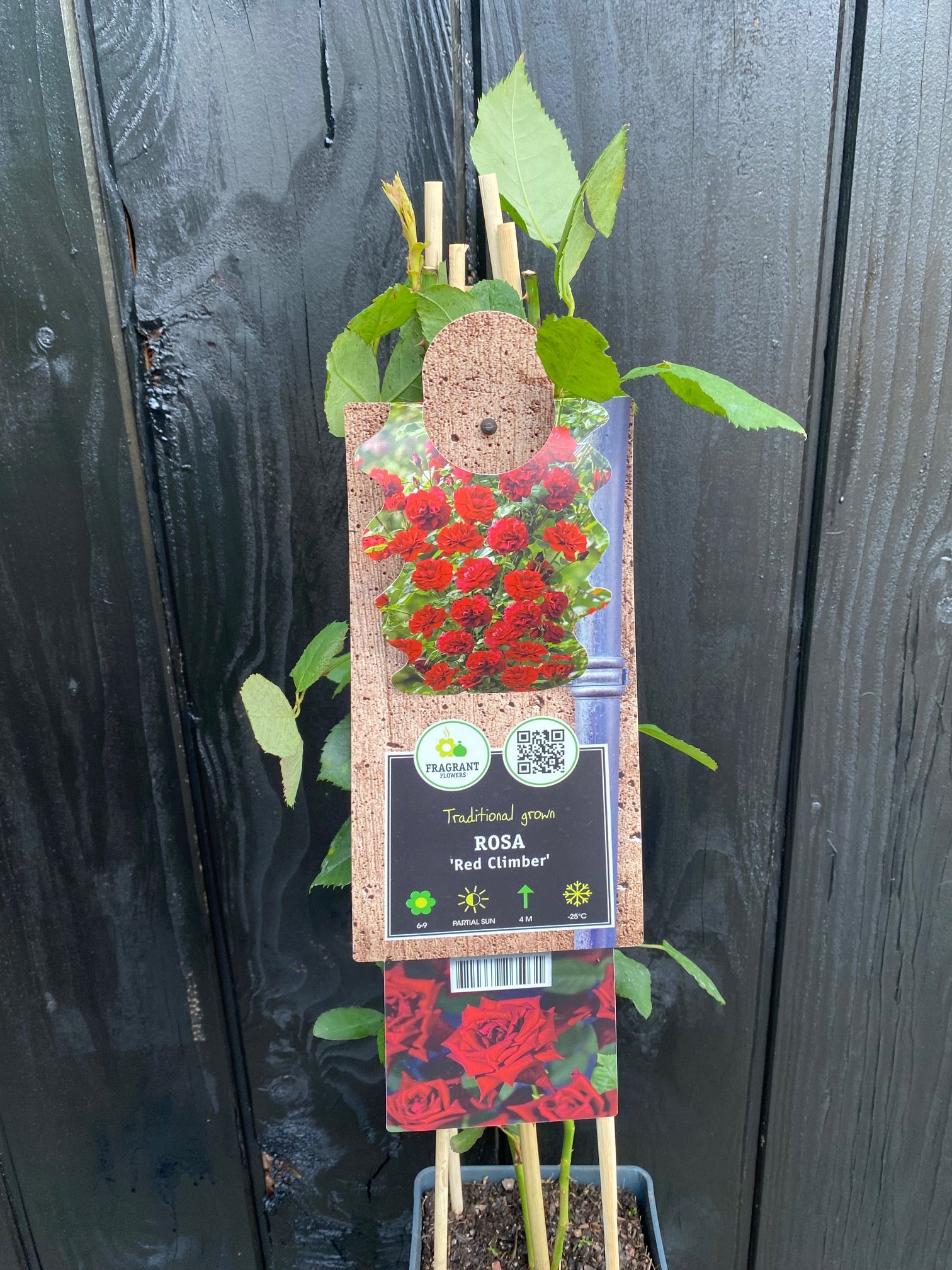 Klimroos Rosa (K) 'Red Climber' rode rozen klimplant