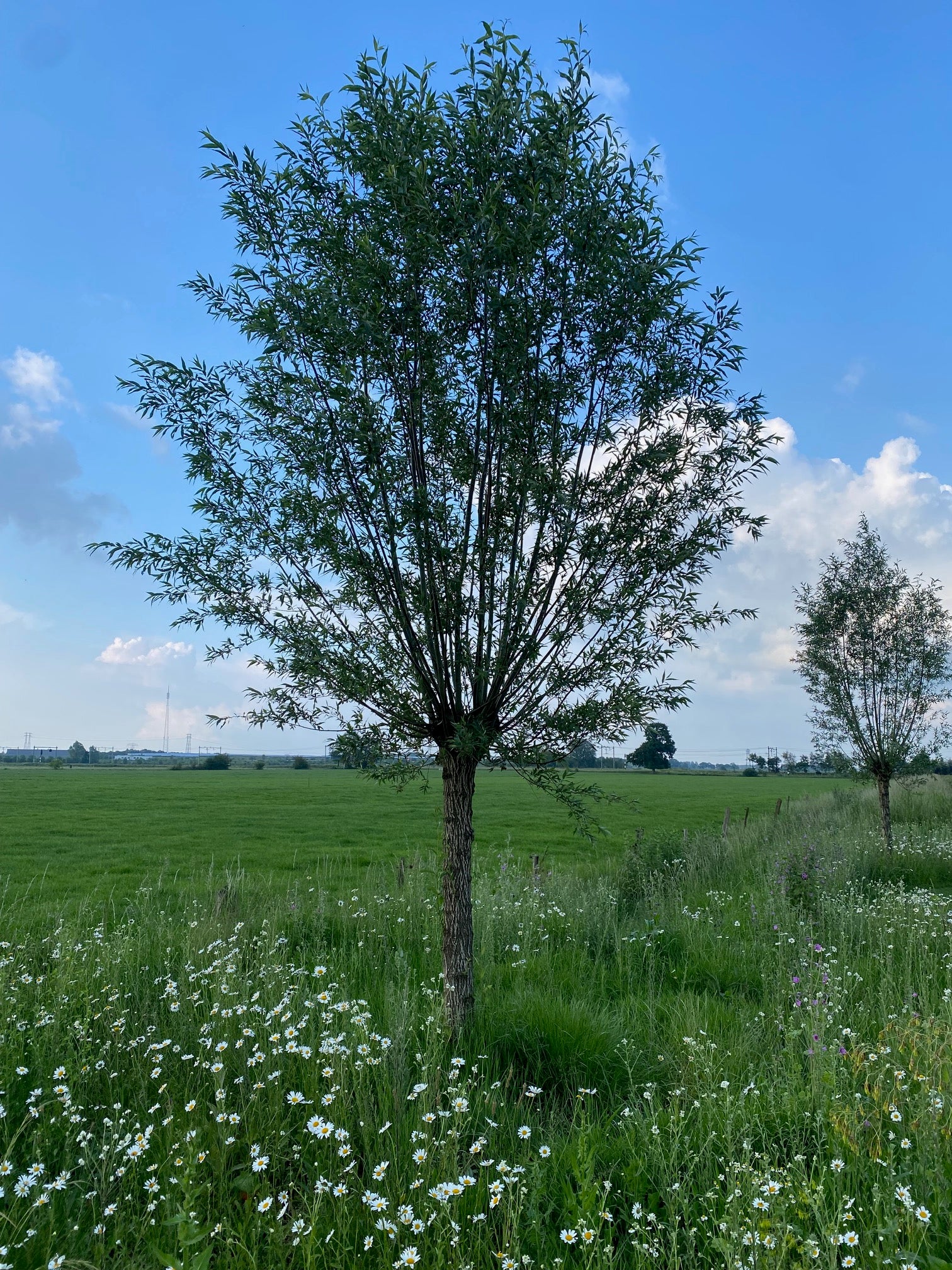 Salix Alba Knotwilg op stam Gewone wilg kopen, Witte Wilg