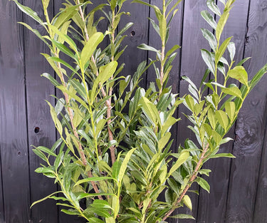 Laurier Prunus kopen? 20+ soorten Laurierstruiken kopen
