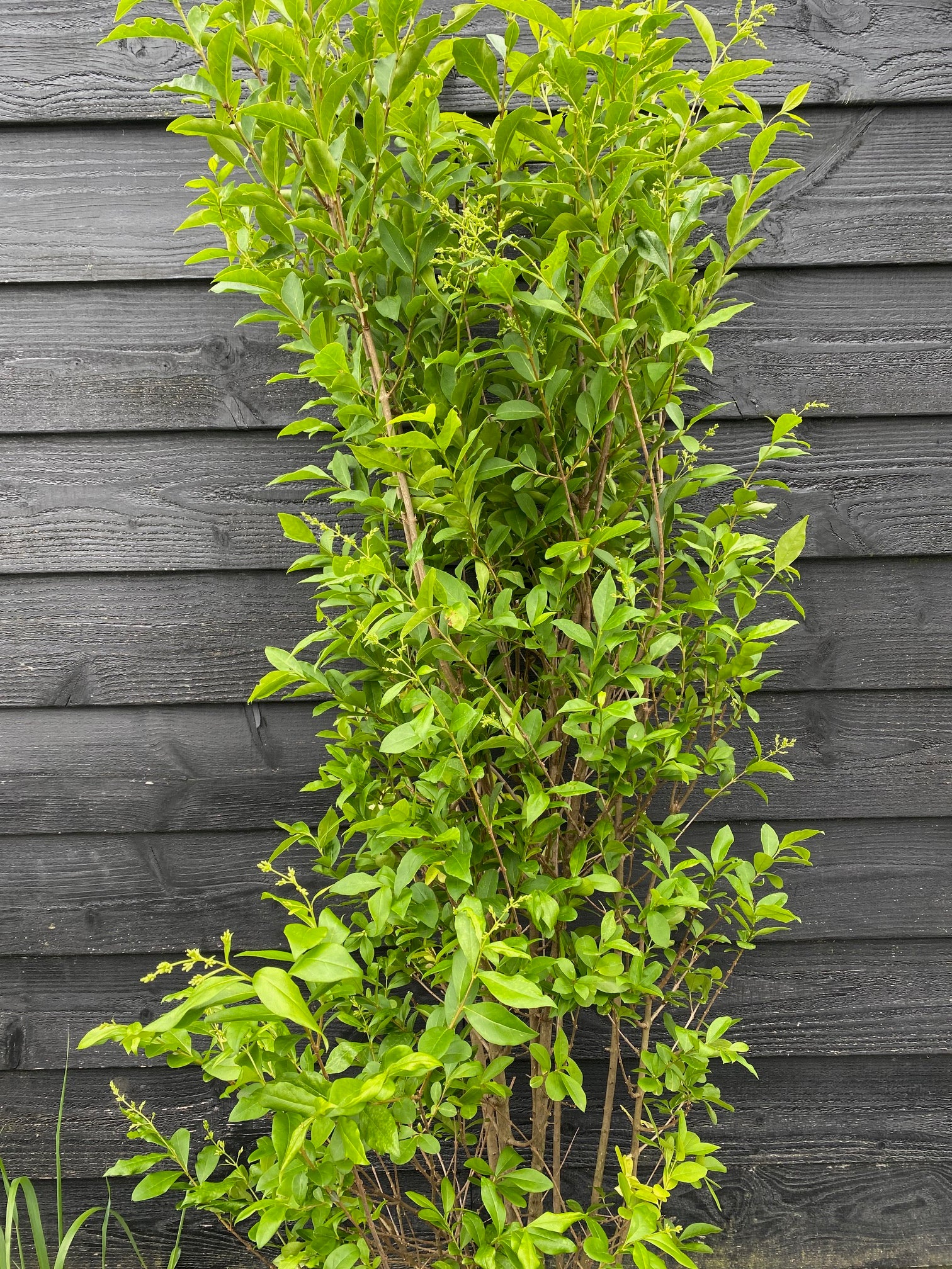 Liguster Ligustrum ovalifolium haag/ struik kopen online