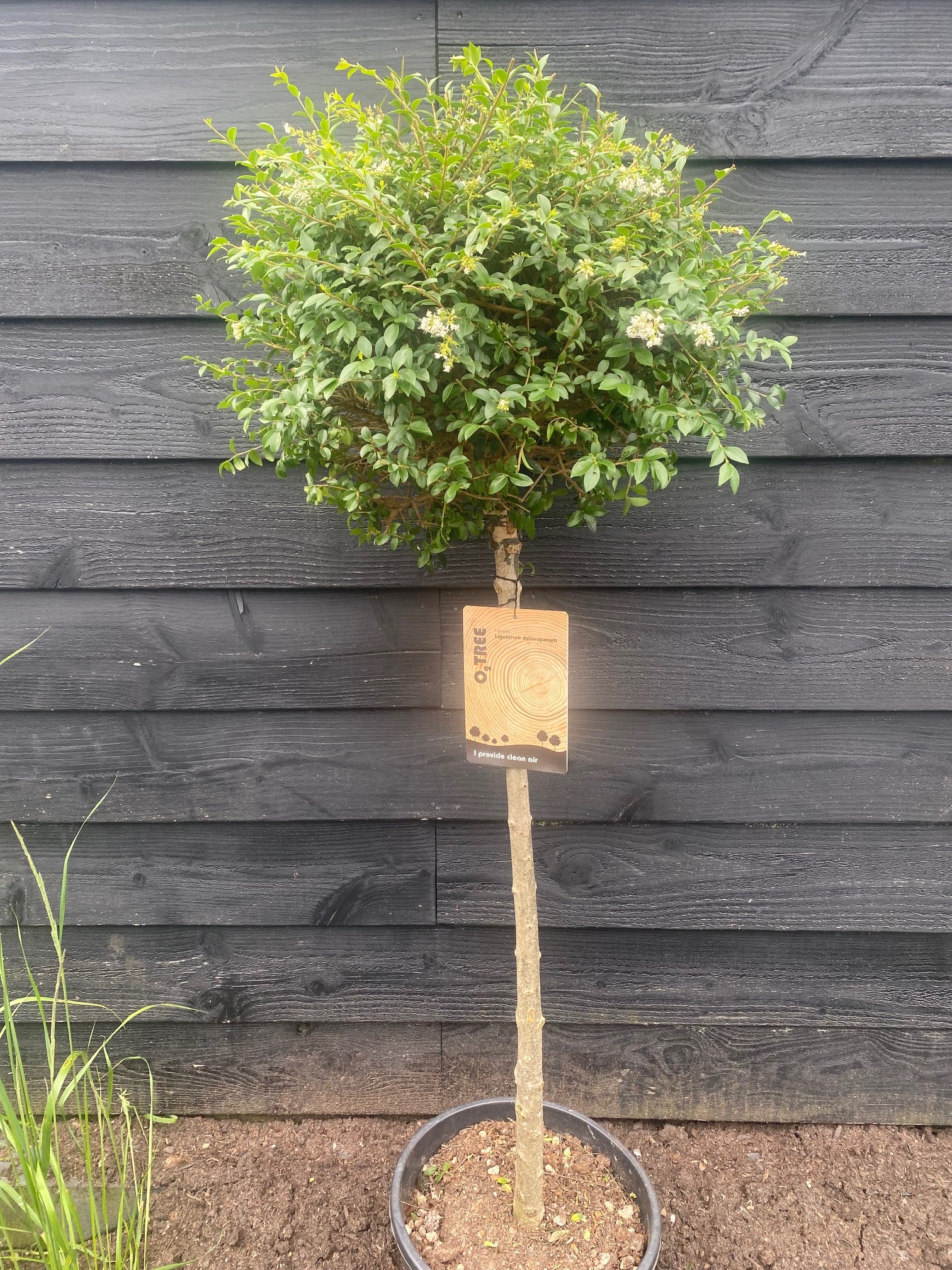 Wintergroene Liguster op lage stam, Ligustrum Jonandrum - halfstam 80 ...