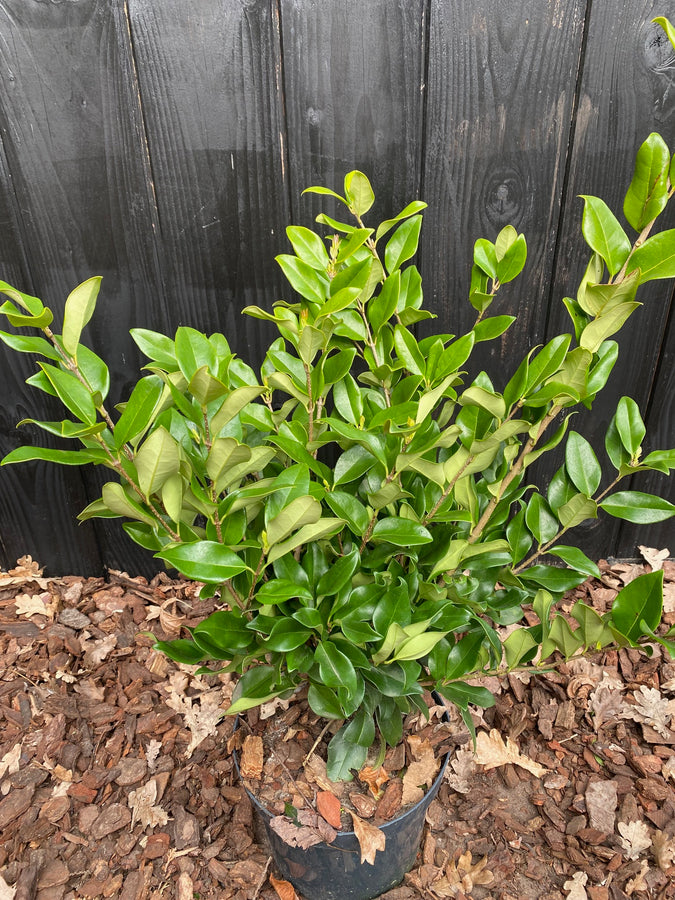 Meerstammige Liguster, Ligustrum japonicum 'Texanum' wintergroen