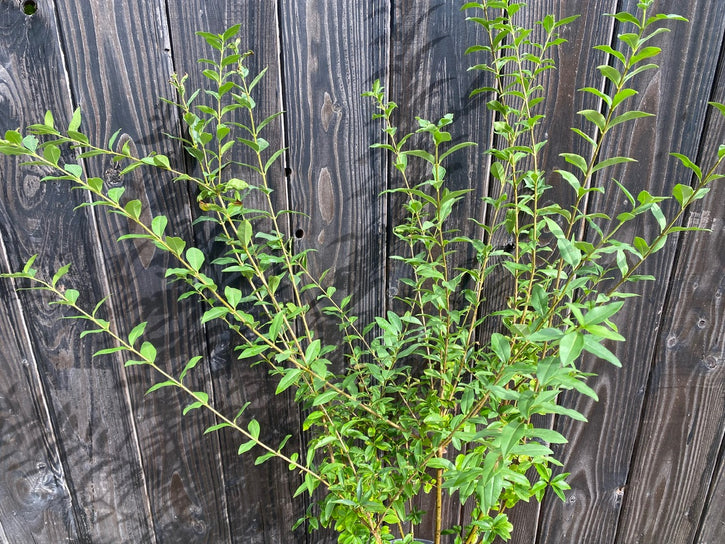 Liguster struik kopen Ligustrum vulgare - haagplanten