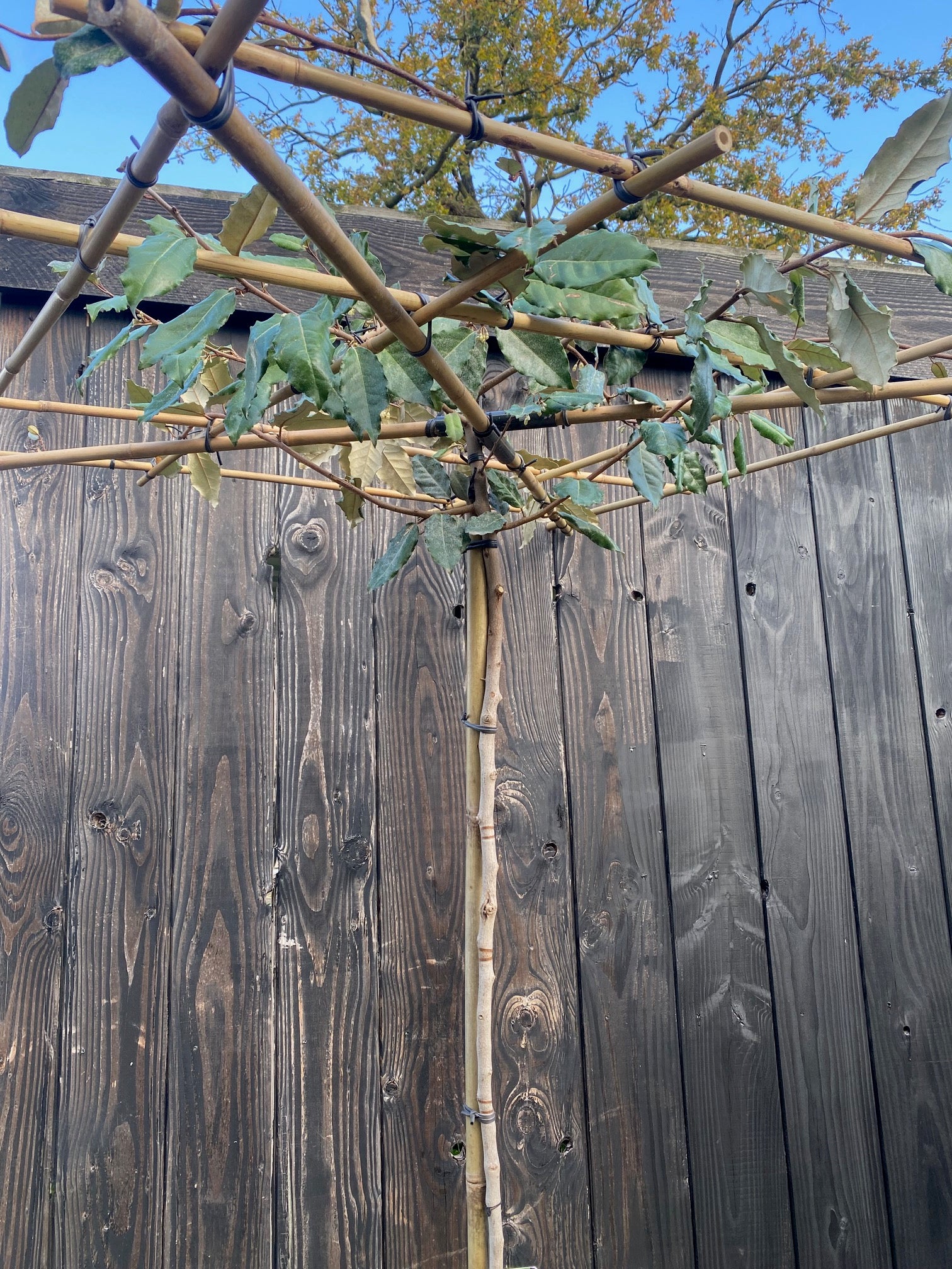 Dakboom Olijfwilg Elaeagnus ebbingei - Wintergroene dakvorm boom 220 cm ...