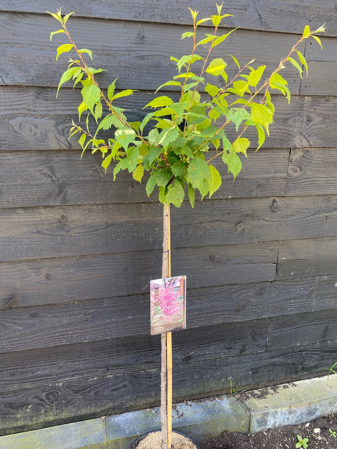 Amandelboompje op stam 'Prunus triloba' boompjes kopen