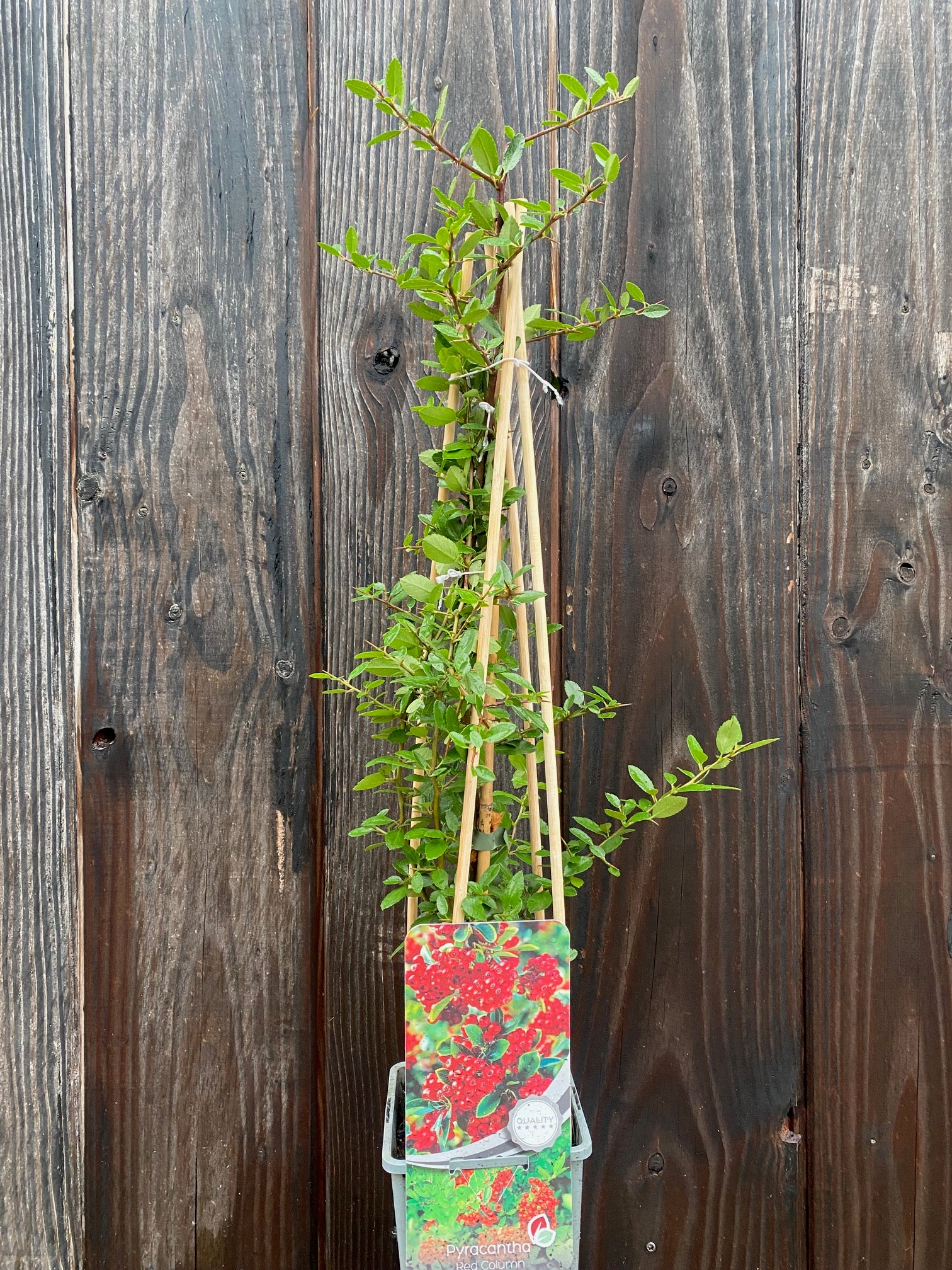 Vuurdoorn - Pyracantha 'Red column' vogelstruiken kopen