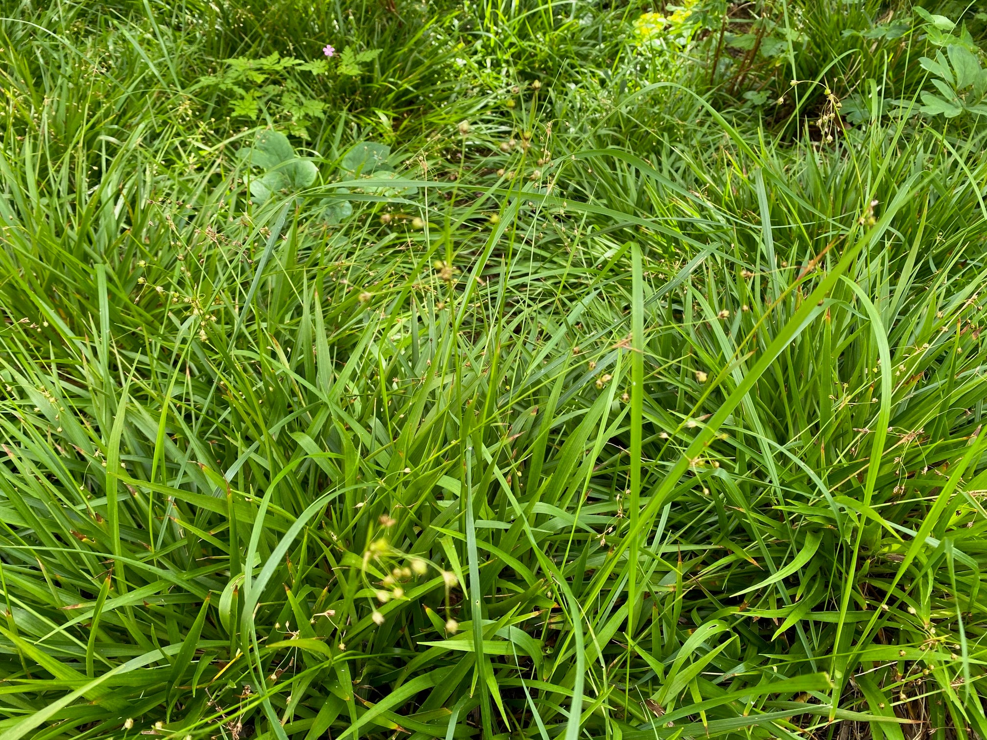 Ruige veldbies gras Luzula pilosa 'Igel' kopen, wintergroen