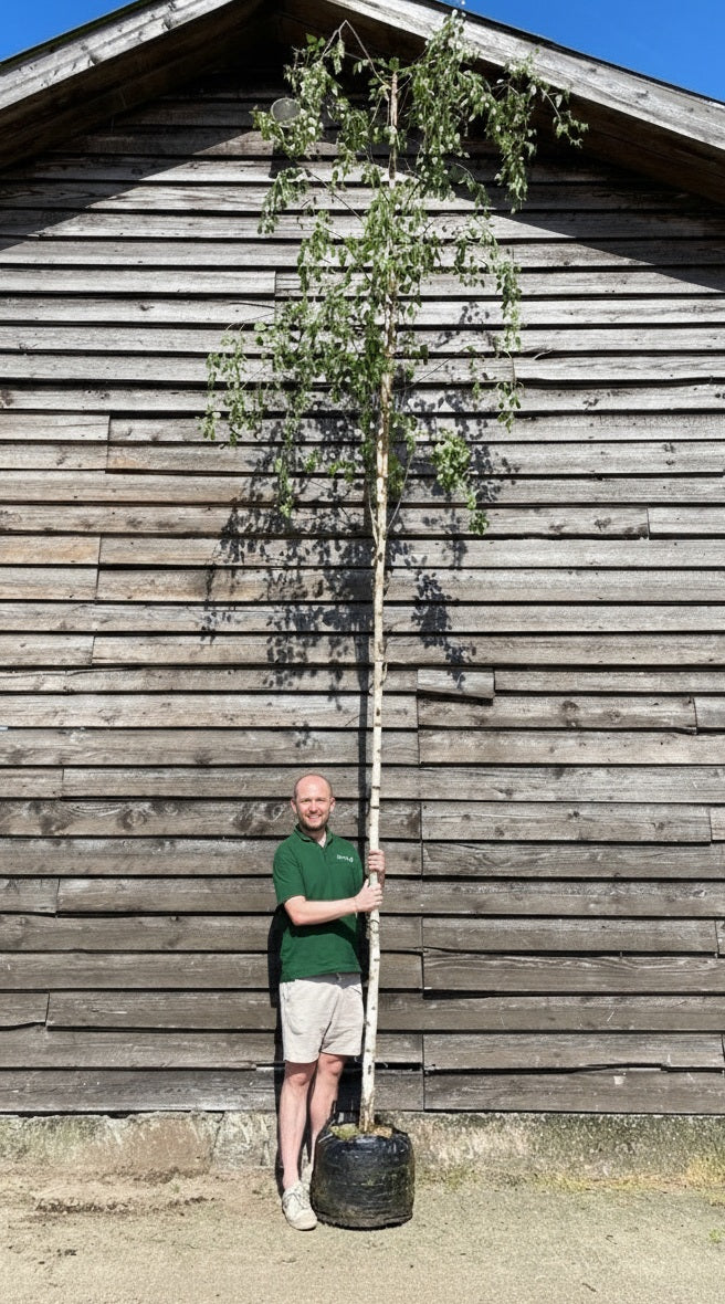 Ruwe berk - Betula pendula treurberk hoogstam kopen