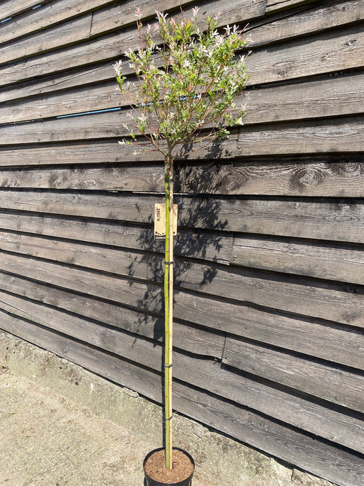 Wilg Salix integra 'Hakuro-nishiki' Lage Boompjes op stam
